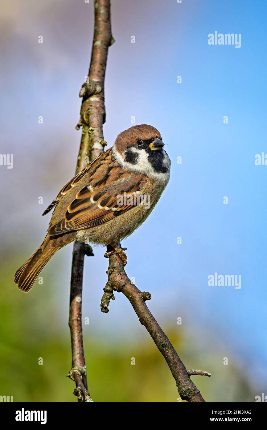 Eurasian tree sparrow Stock Photo - Alamy