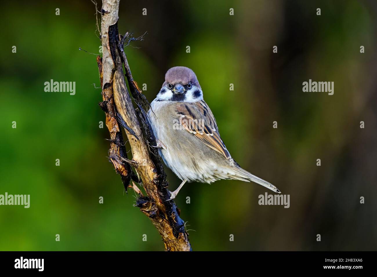 Eurasian tree sparrow close up hi-res stock photography and images - Alamy