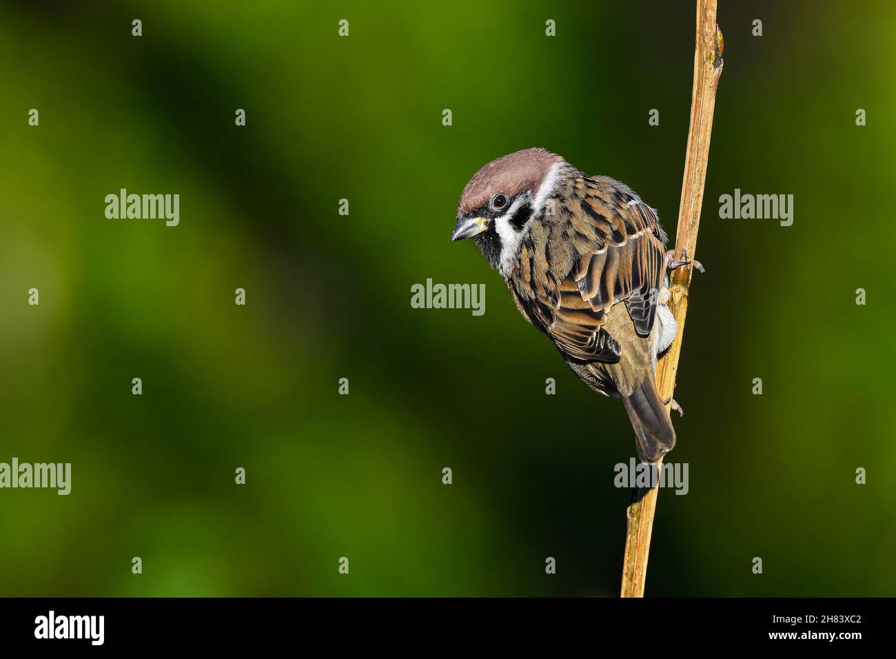 Eurasian tree sparrow Stock Photo - Alamy