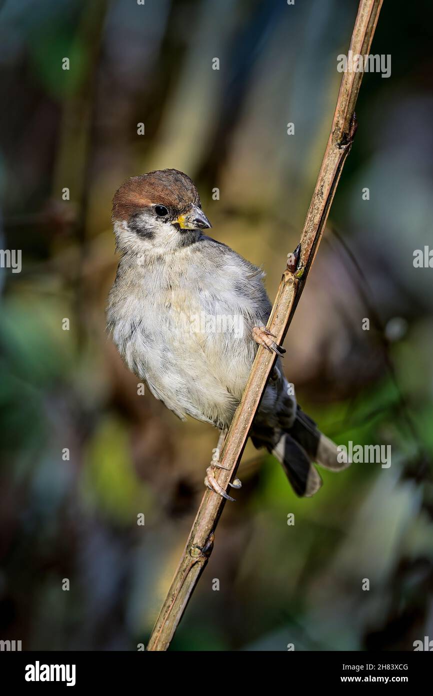 Eurasian tree sparrow close up hi-res stock photography and images - Alamy