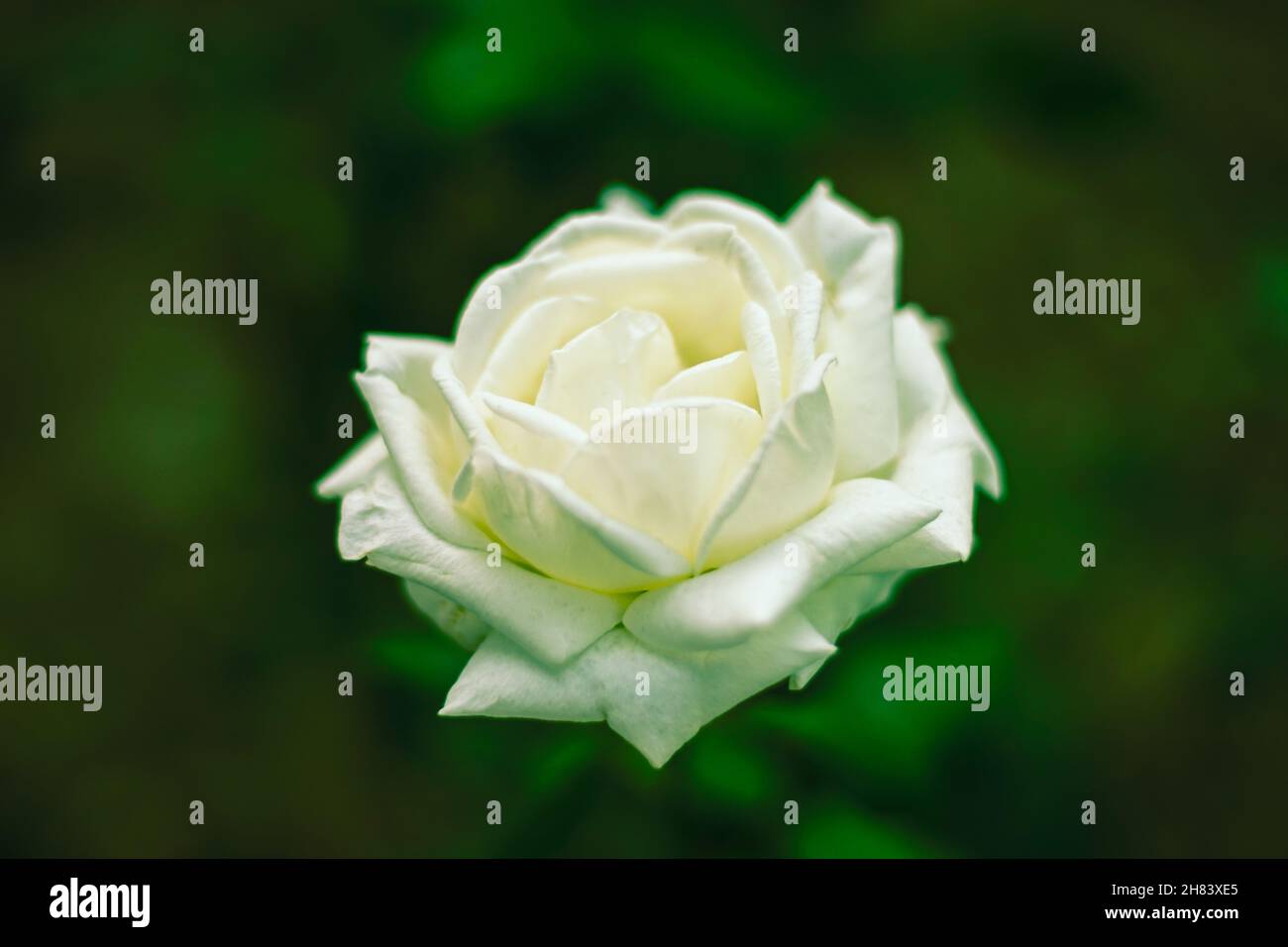 Beautiful big white rose growing in the garden, one lush opened flower ...