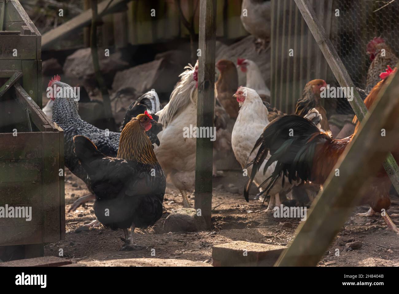 Happy hens in a pen Stock Photo - Alamy