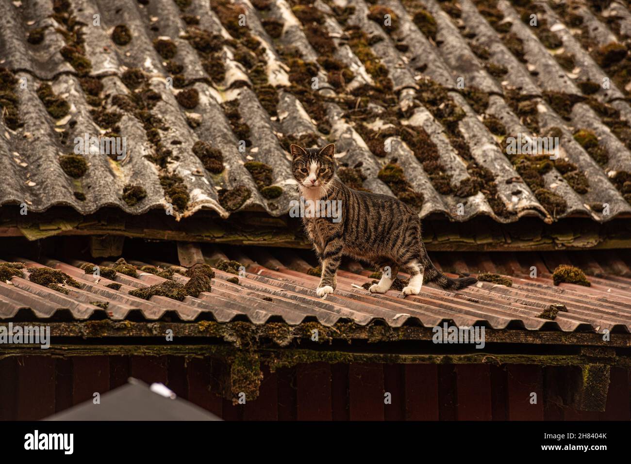 Cat roof house walking hi-res stock photography and images - Alamy