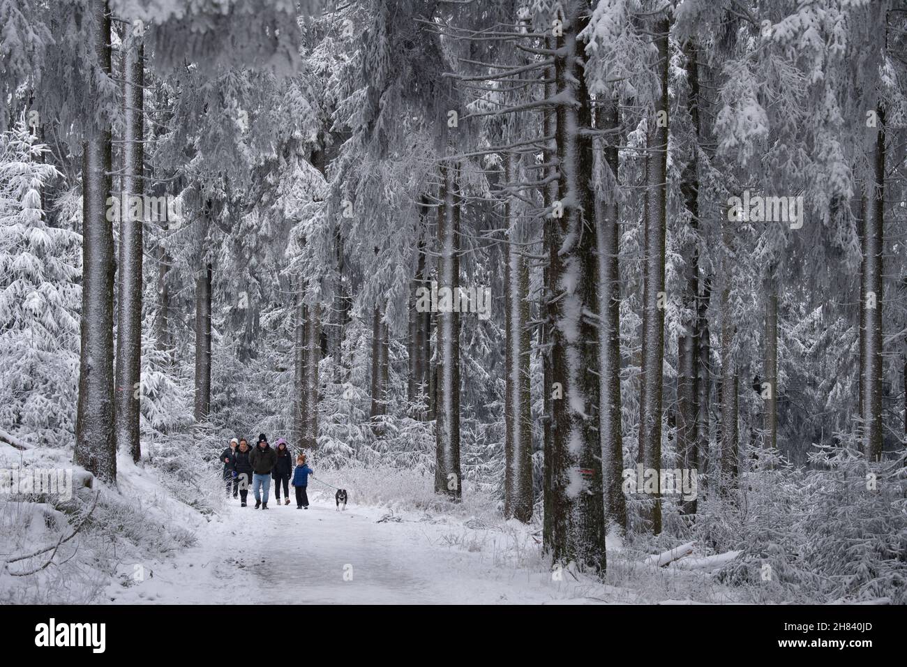 Schmitten, Germany. 27th Nov, 2021. Walkers and hikers walk through the ...