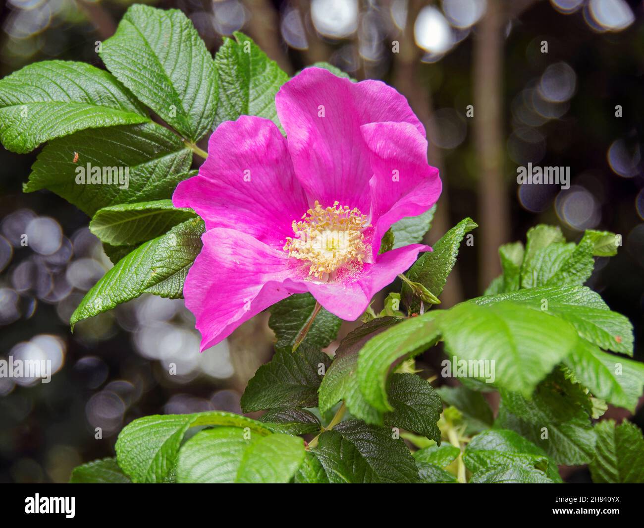 Wild dog rose flowering in a hedgerow Stock Photo - Alamy