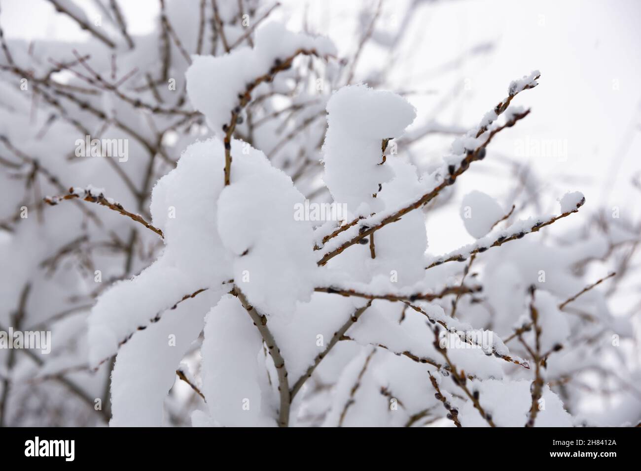 Winter season landscape with snow covered trees Stock Photo - Alamy