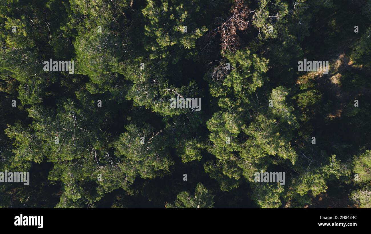Top view of the trees hi-res stock photography and images - Alamy