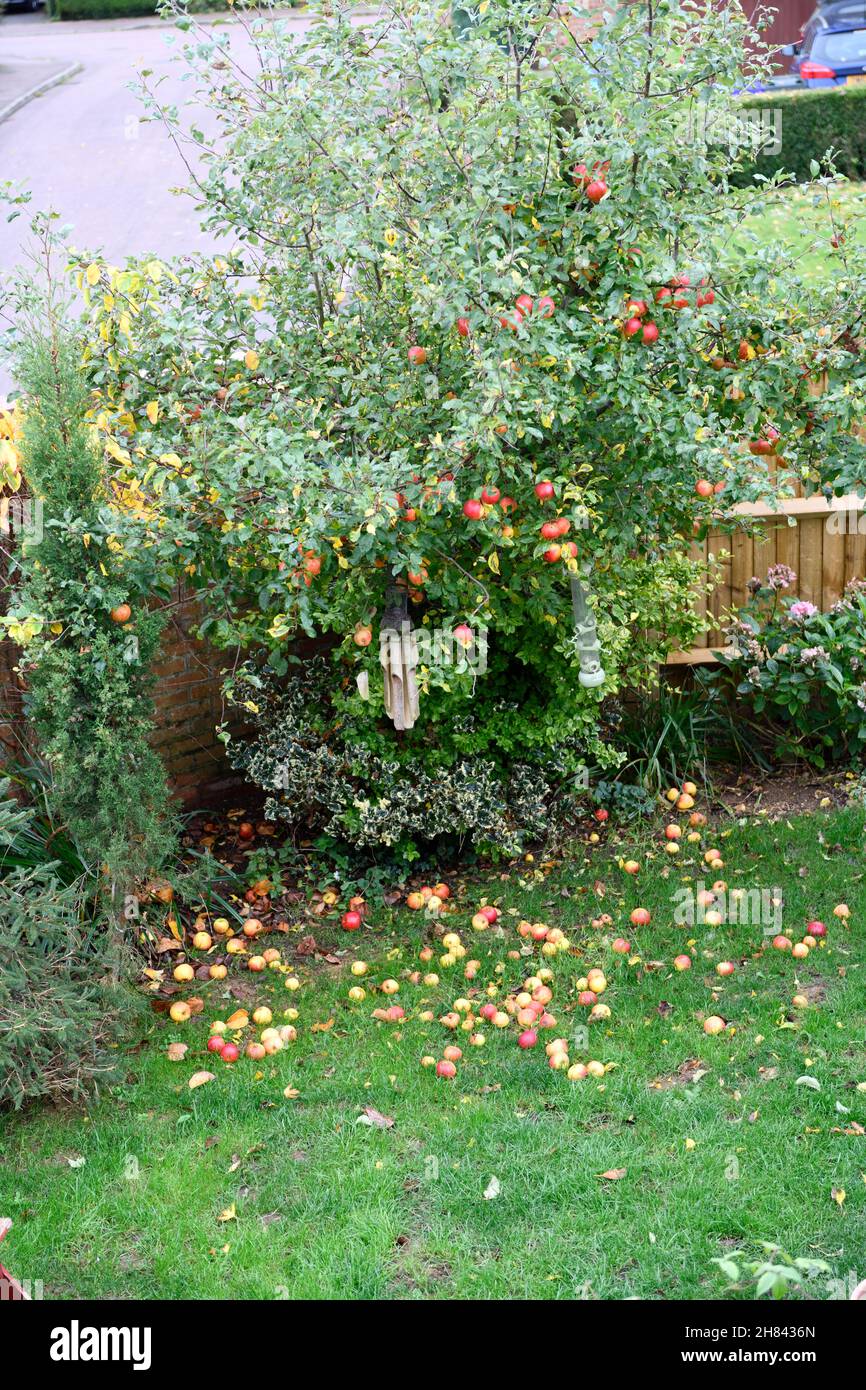 Apple Tree (Malus Pumila) in Garden Stock Photo - Alamy