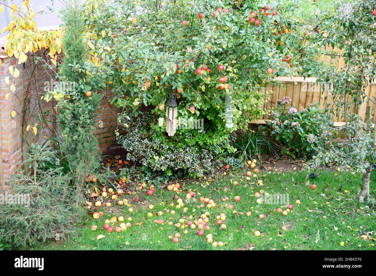 Apple Tree (Malus Pumila) in Garden Stock Photo - Alamy