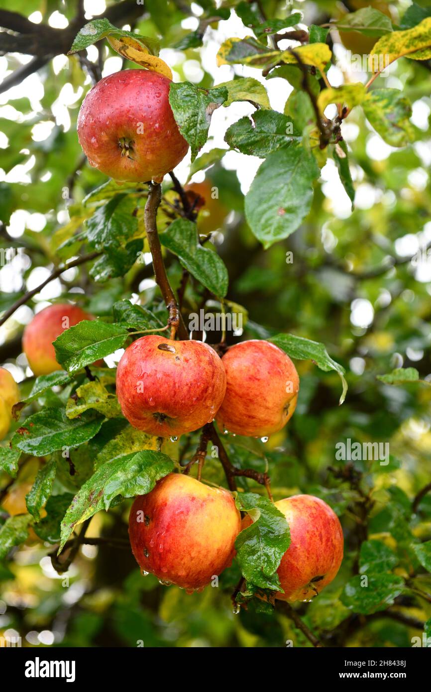 Apple Tree (Malus Pumila) in Garden Stock Photo - Alamy