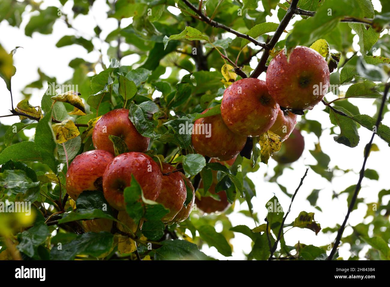 Apple Tree (Malus Pumila) in Garden Stock Photo - Alamy