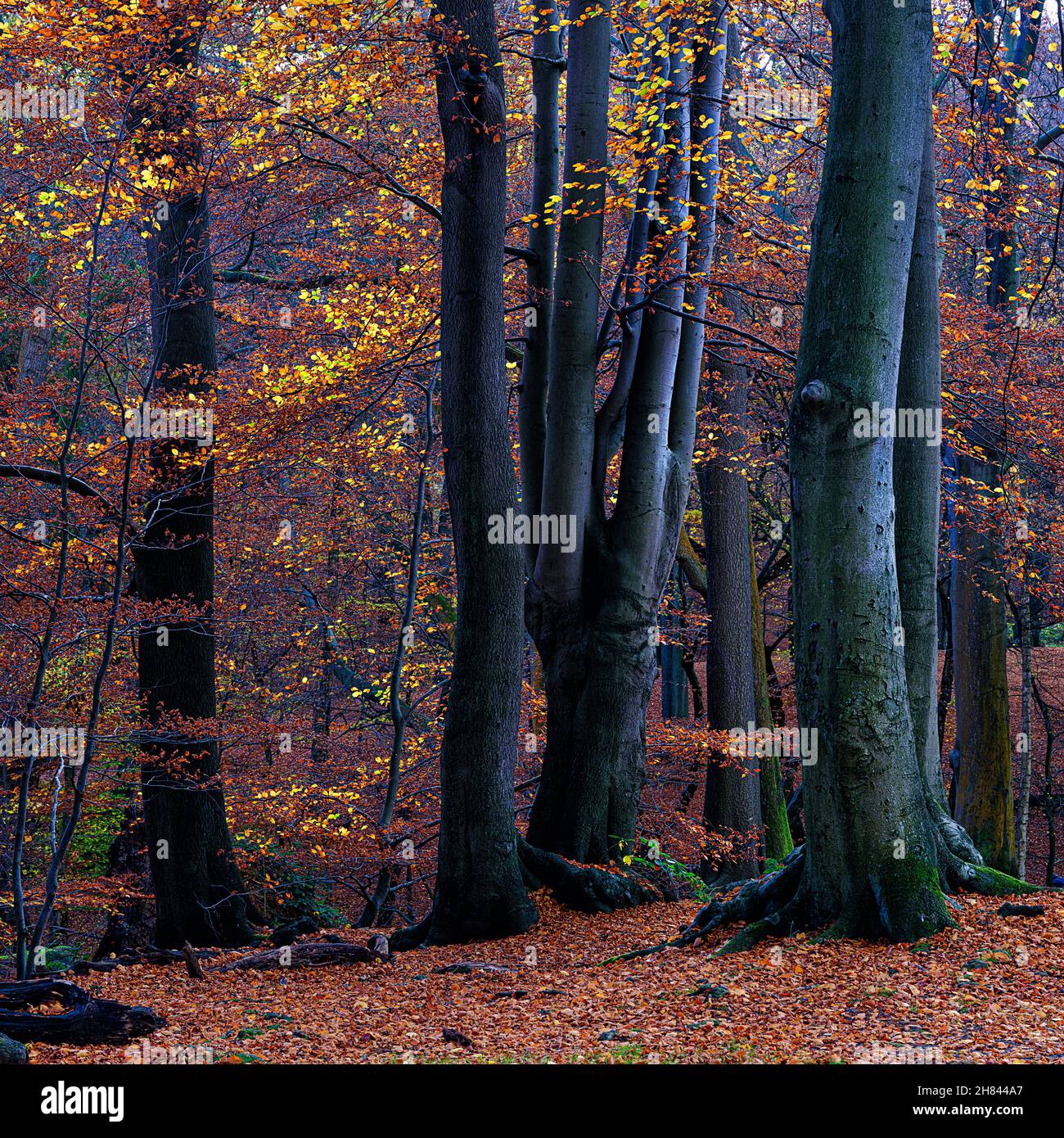 Epping forest autumn colour essex hi-res stock photography and images ...
