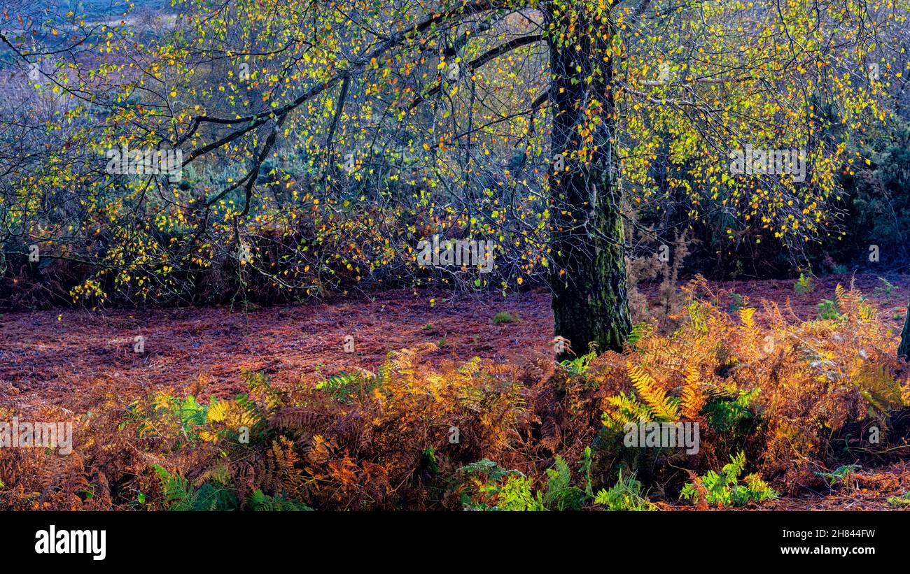 Barle River Waterfall Stock Photo - Alamy
