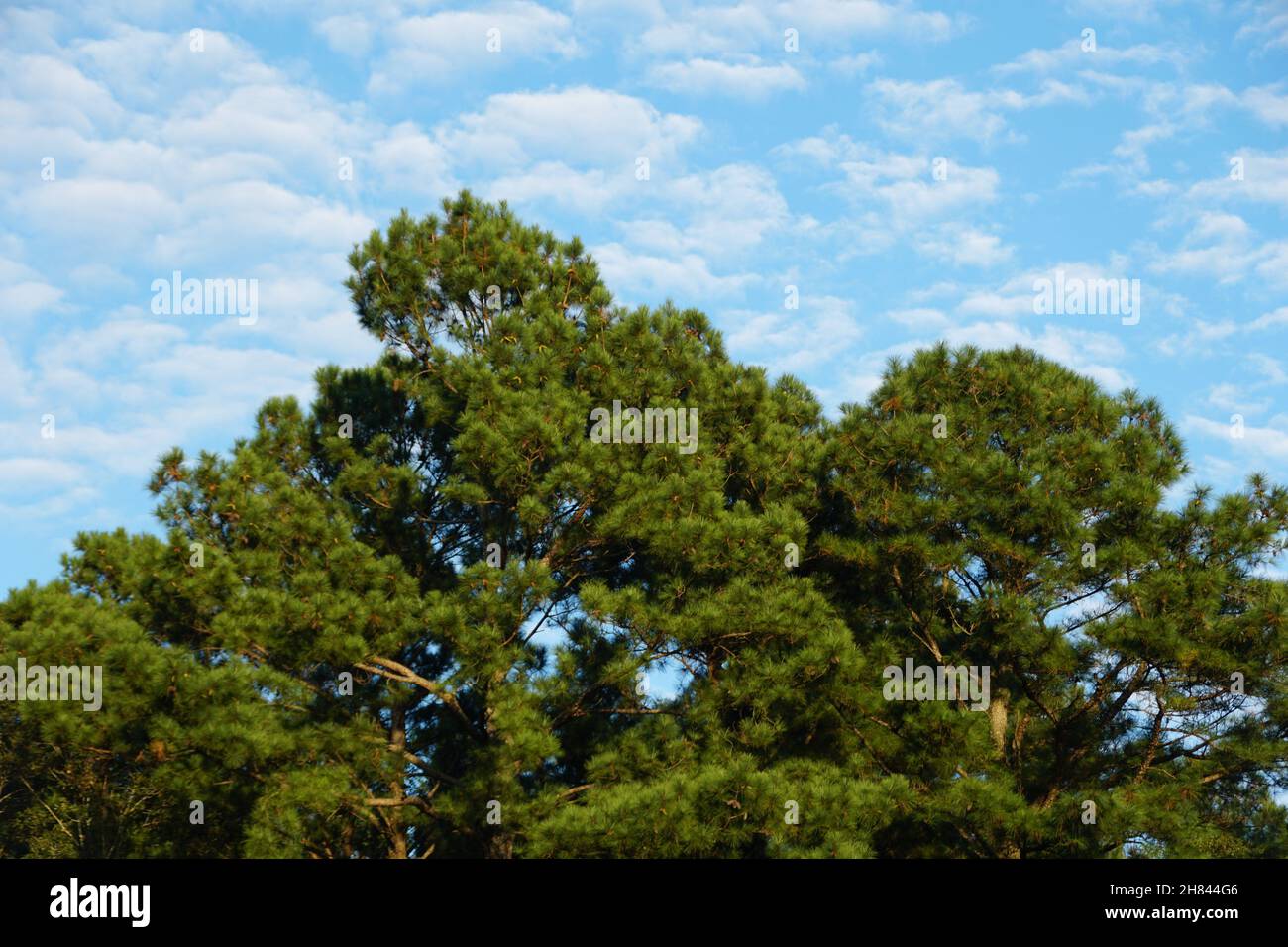 Top pine trees with the background of the blue sky Stock Photo - Alamy