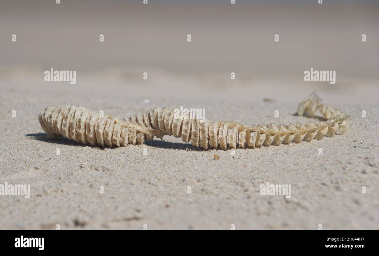The egg casing of a whelk washed up on the beach Stock Photo - Alamy