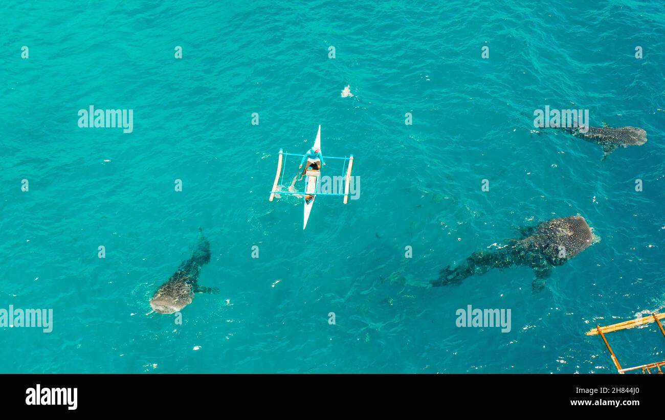 Aerial view of tourists snorkeling and watch whale sharks in turquoise ...
