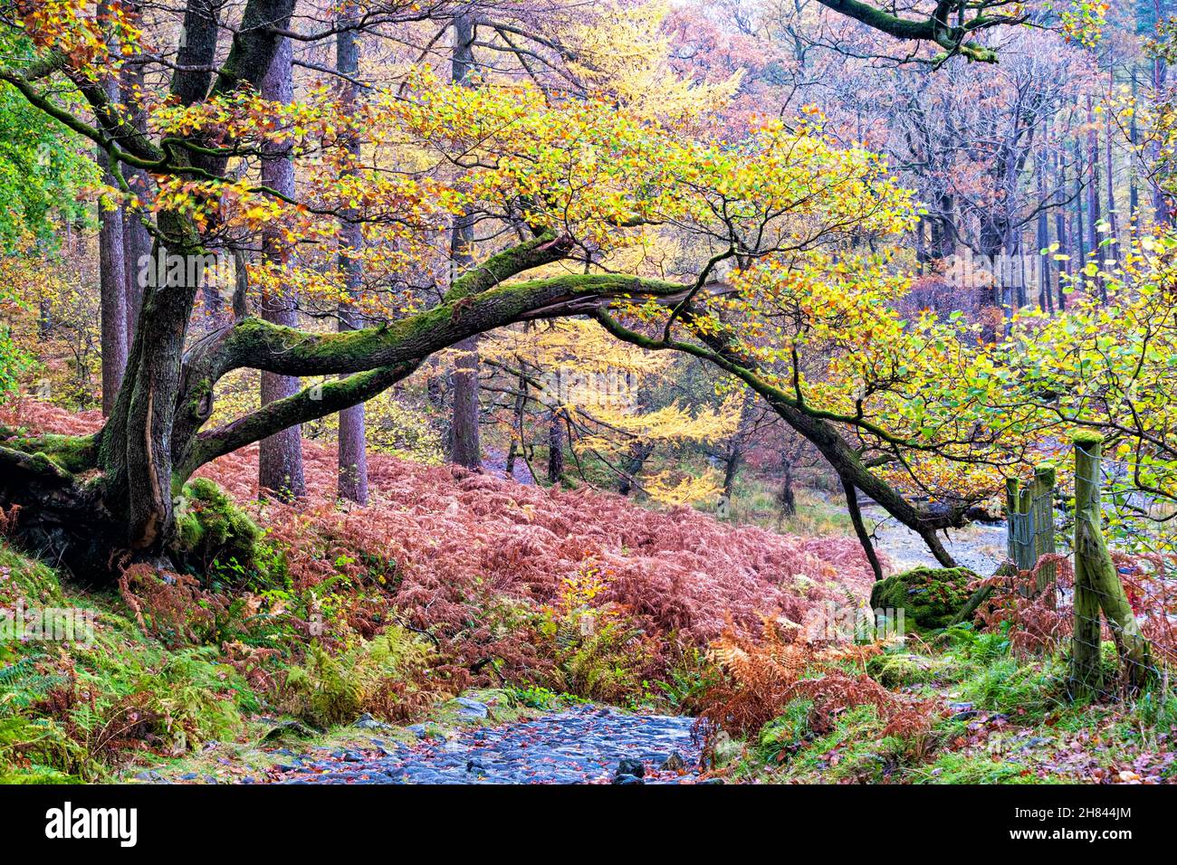 This autumn tree with its stunning colours Stock Photo - Alamy