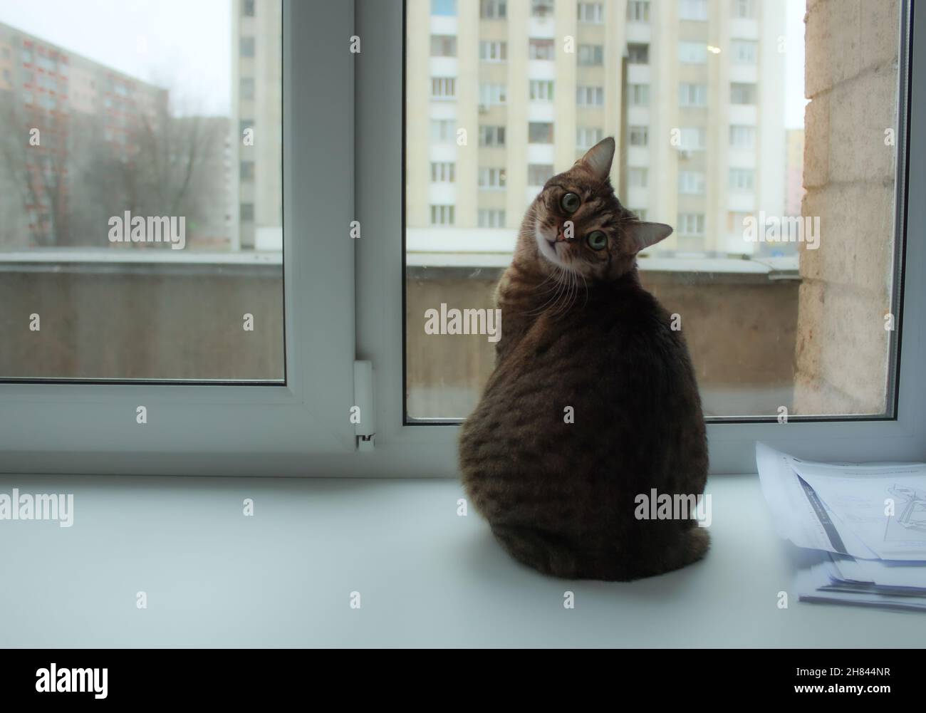 Cat sitting on the window Stock Photo - Alamy