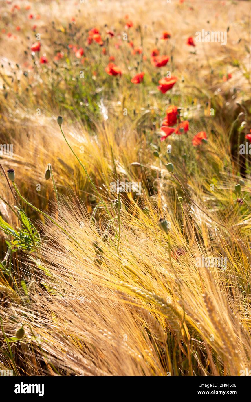 Beautiful bright wild flowers in summer meadow Stock Photo - Alamy