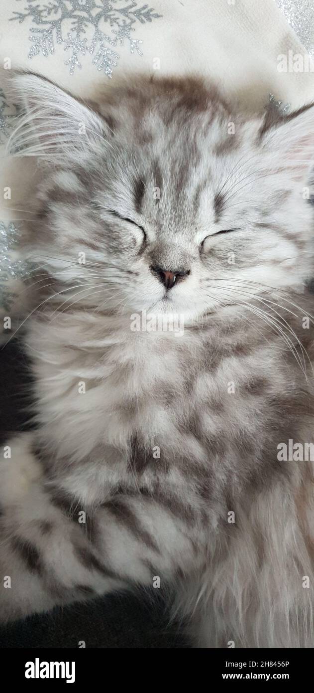 Cute persian kitten hi-res stock photography and images - Alamy