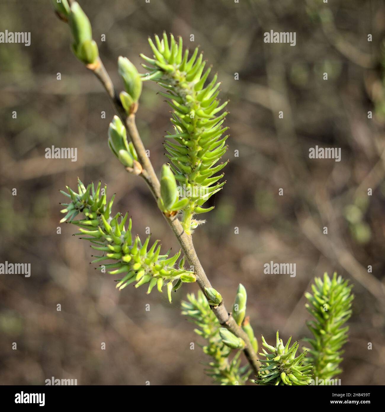 Green alder catkins close-up Stock Photo - Alamy