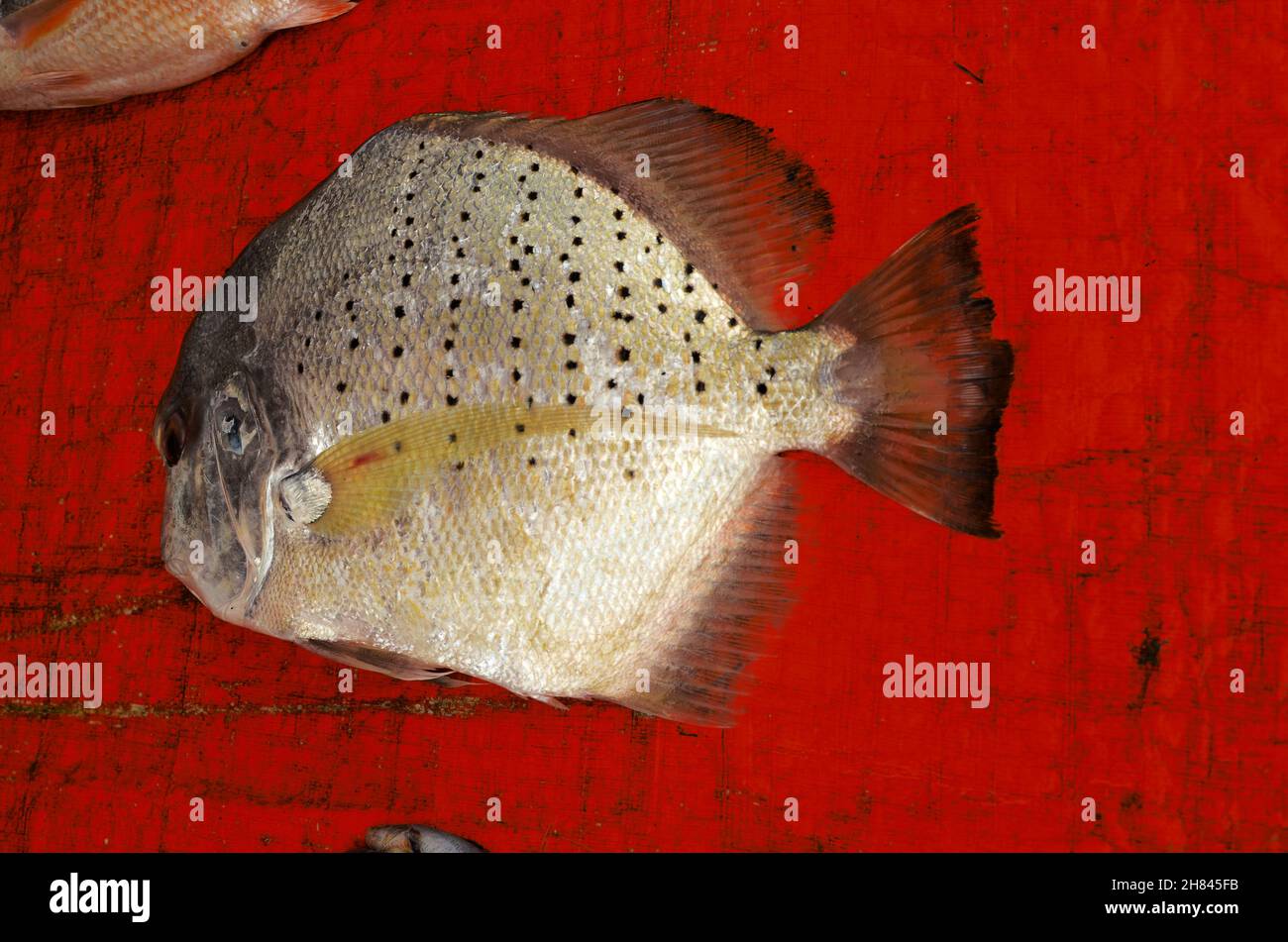 Some sea fish, including pomfret, have been put up for sale Stock Photo ...