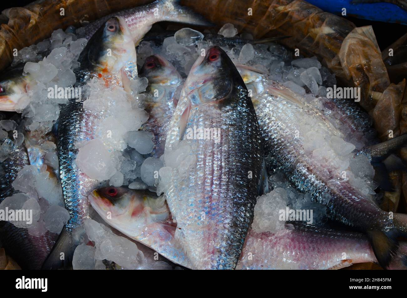 Bangladeshi fish hi-res stock photography and images - Alamy