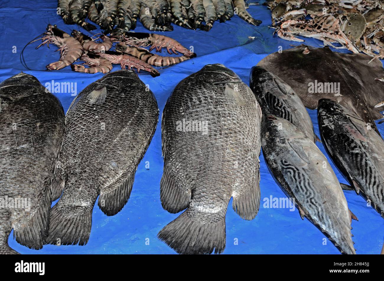 Some sea fish, including pomfret, have been put up for sale Stock Photo ...