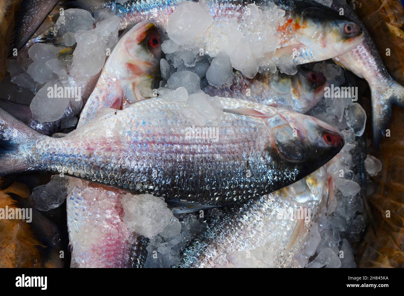 Hilsa fish farming in india hi-res stock photography and images - Alamy