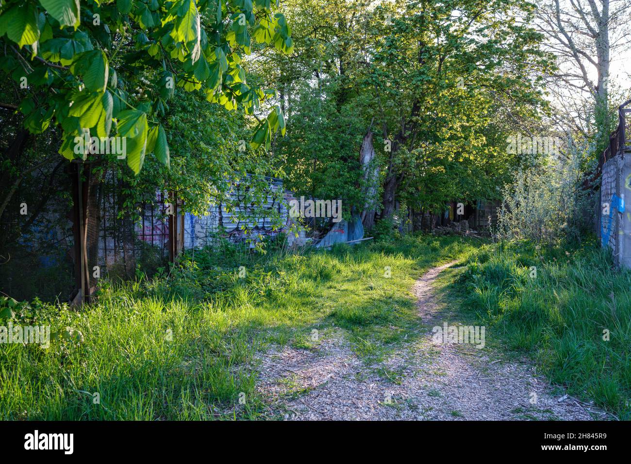 simple asphalt road in perspective with clear direction Stock Photo - Alamy