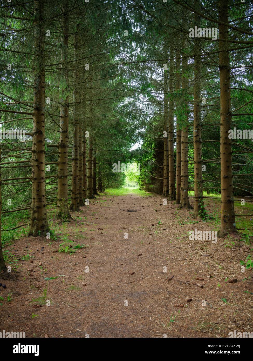 simple asphalt road in perspective with clear direction Stock Photo - Alamy