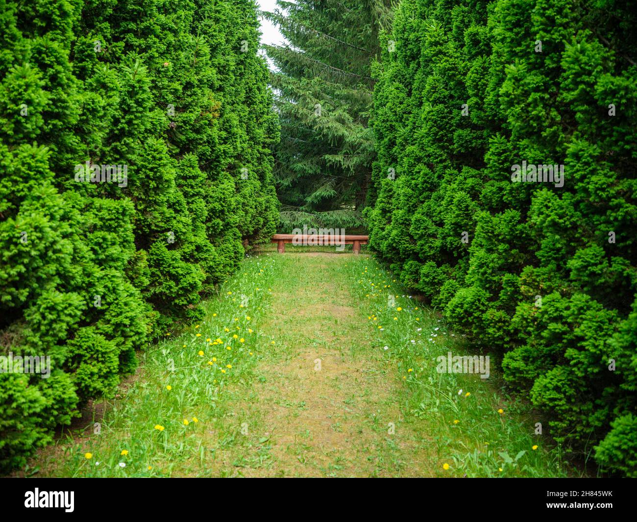 simple asphalt road in perspective with clear direction Stock Photo - Alamy