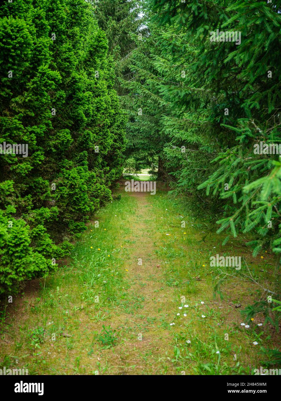 simple asphalt road in perspective with clear direction Stock Photo - Alamy