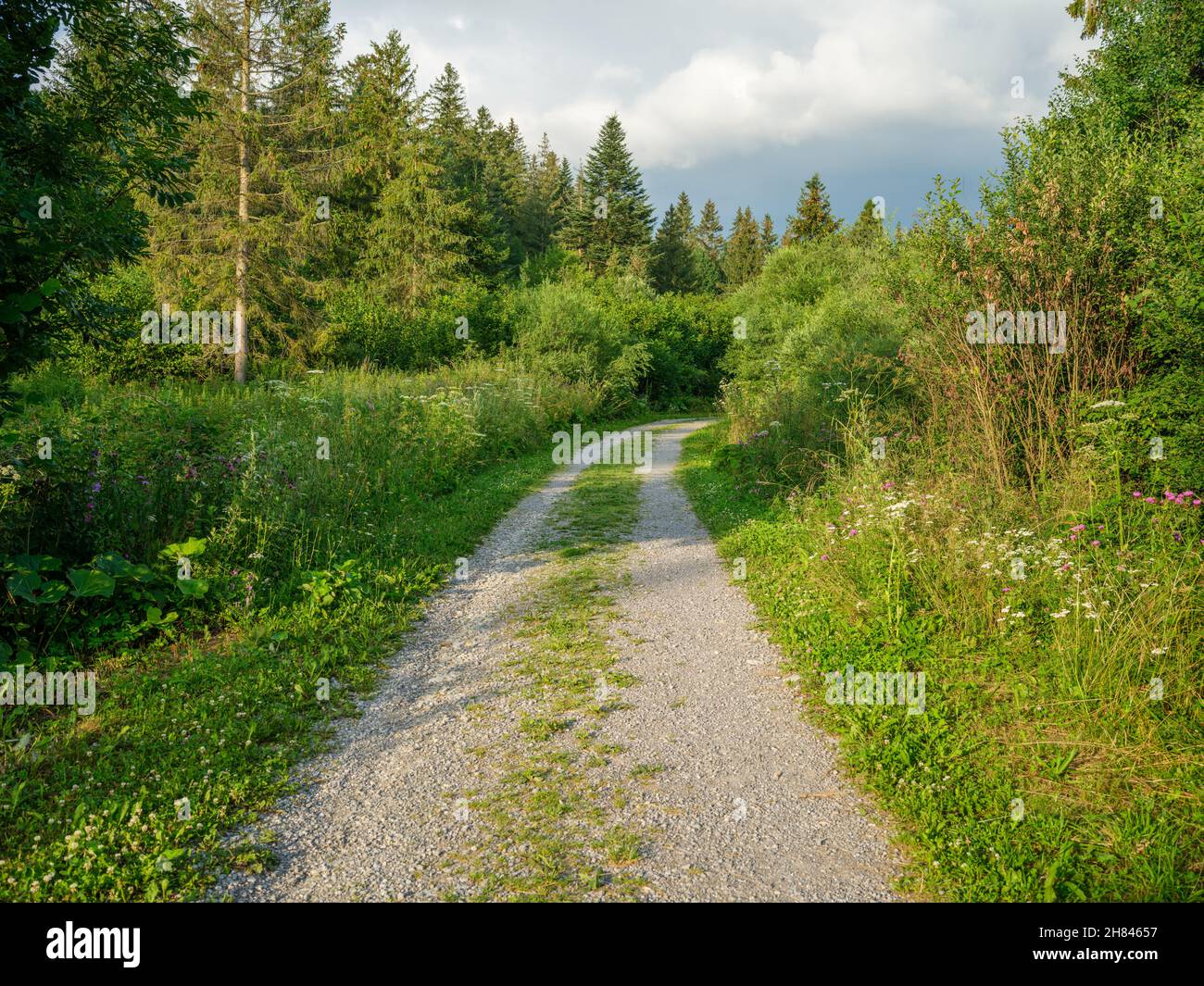 simple asphalt road in perspective with clear direction Stock Photo - Alamy