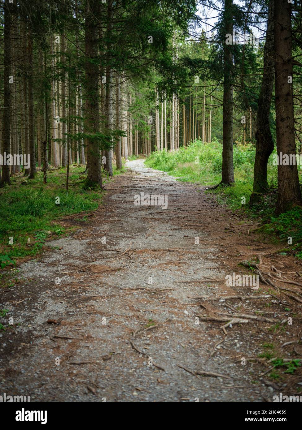 simple asphalt road in perspective with clear direction Stock Photo - Alamy