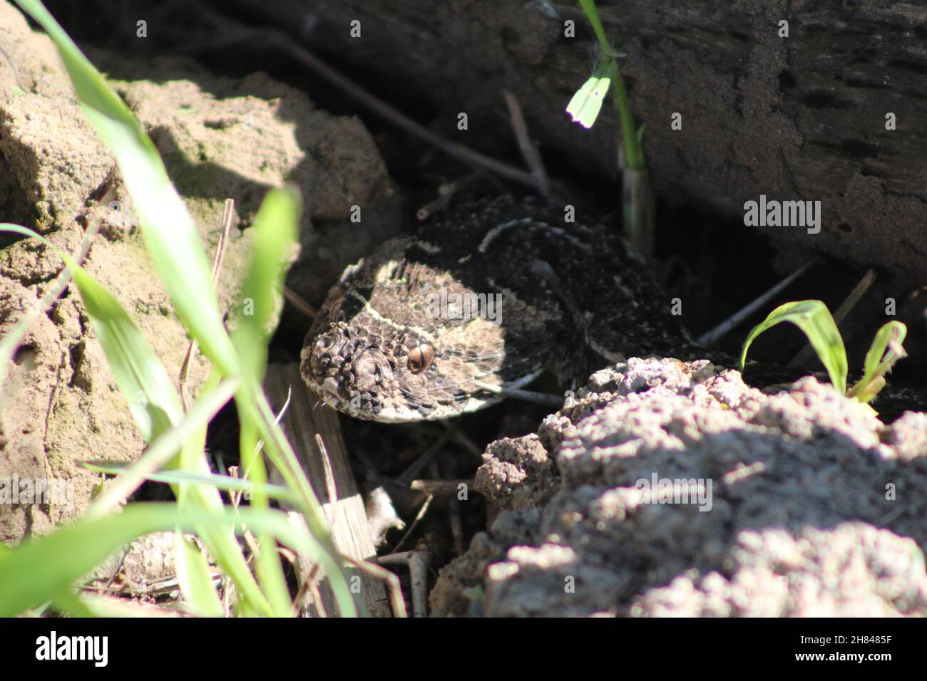 Puffer Adder High Resolution Stock Photography and Images - Alamy