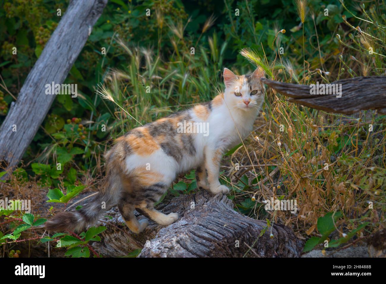 Calico Cats High Resolution Stock Photography and Images - Alamy