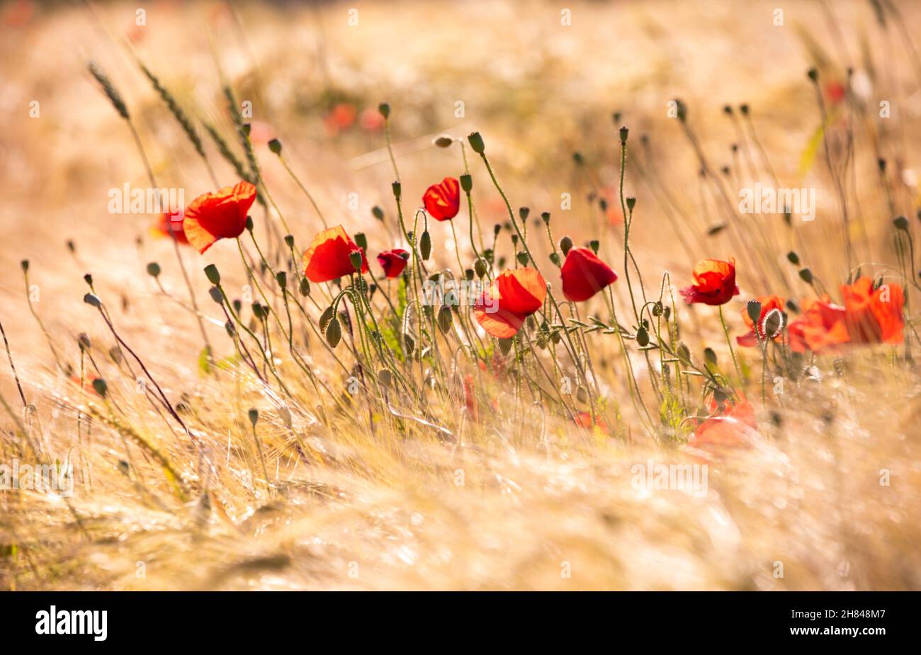 Beautiful bright wild flowers in summer meadow Stock Photo - Alamy