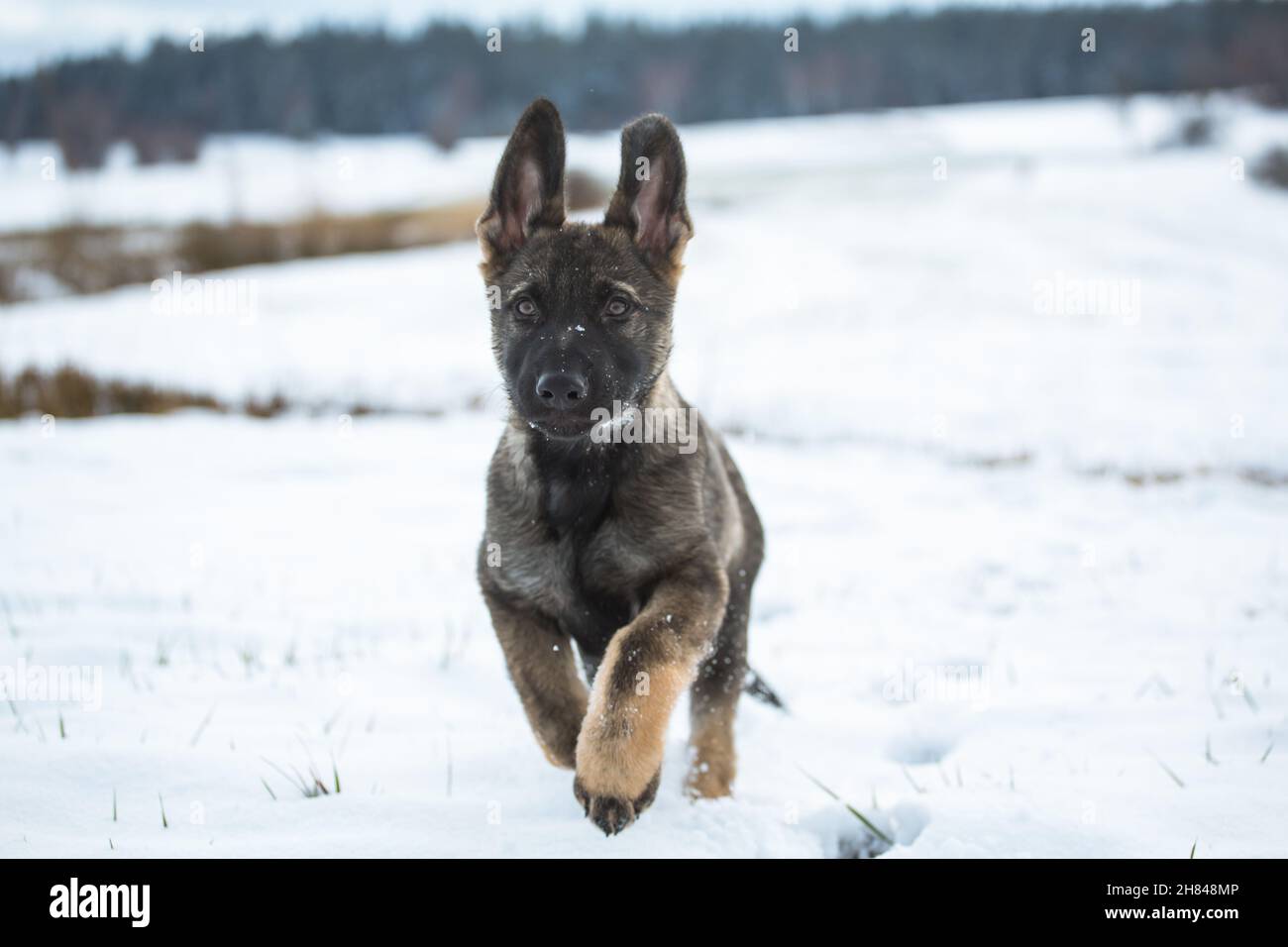 Sable german shepherd hi-res stock photography and images - Alamy