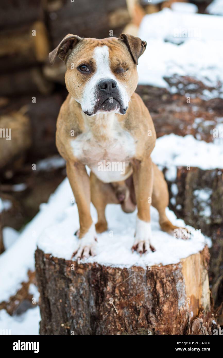 American Bully Snow High Resolution Stock Photography and Images - Alamy