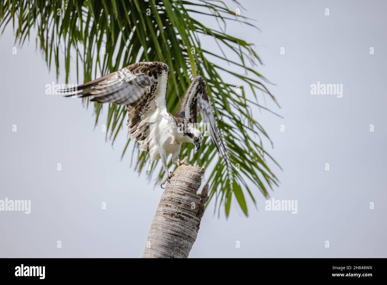 Beautiful shot of a wild predator hawk landing on a palm in the day ...