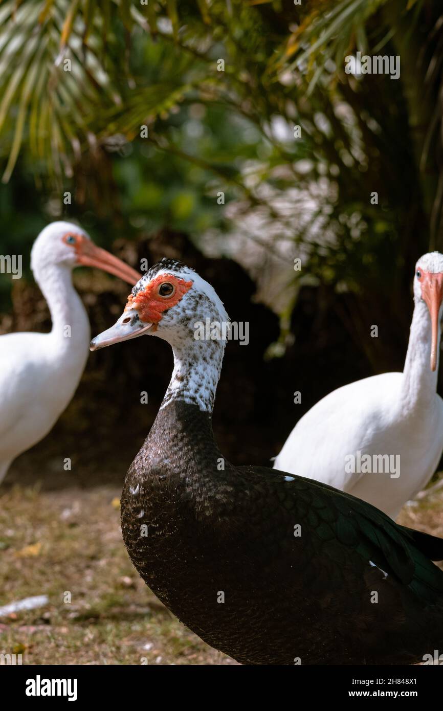 Close up selective focus shot of a black Muscovy duck and two white ...
