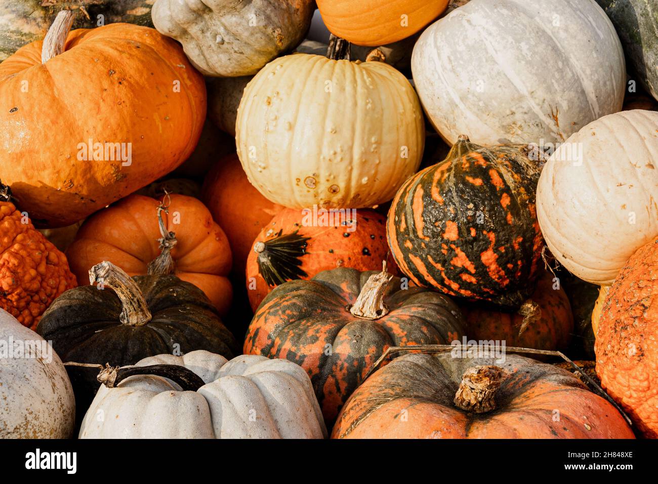 A group of a variety of pumpkins groups together in an autumn display ...