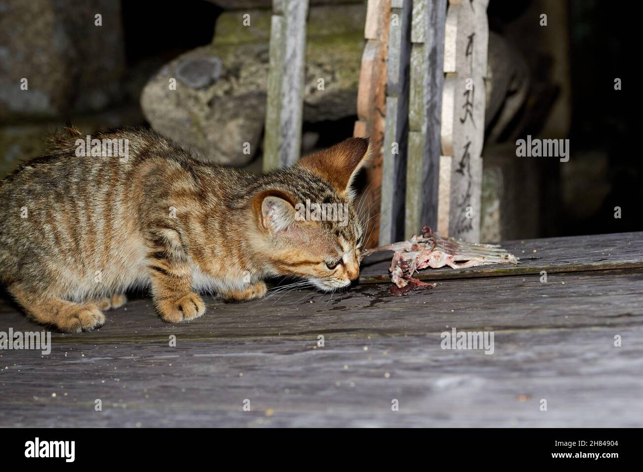 Kitten eating raw fish in a Japanese cemetery on Manabeshima Island ...
