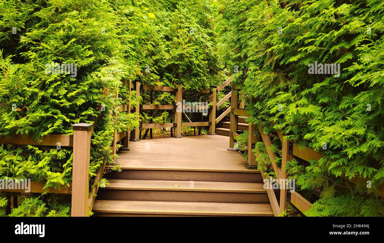 Wooden stairs surrounded by lush green bushes and trees during ...