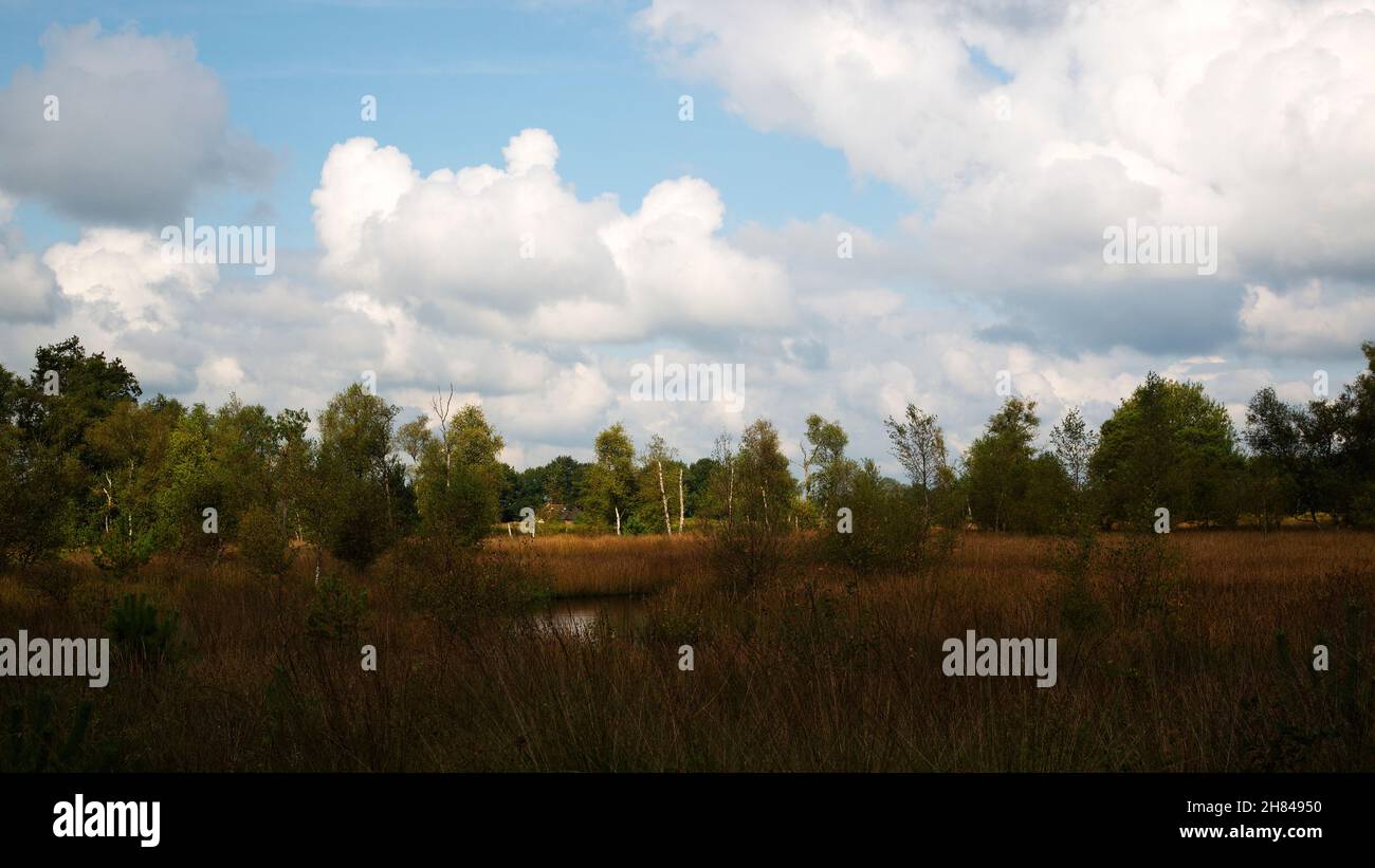Swampy area in heathland nature reserve Groote Zand, Hooghalen, Drenthe ...