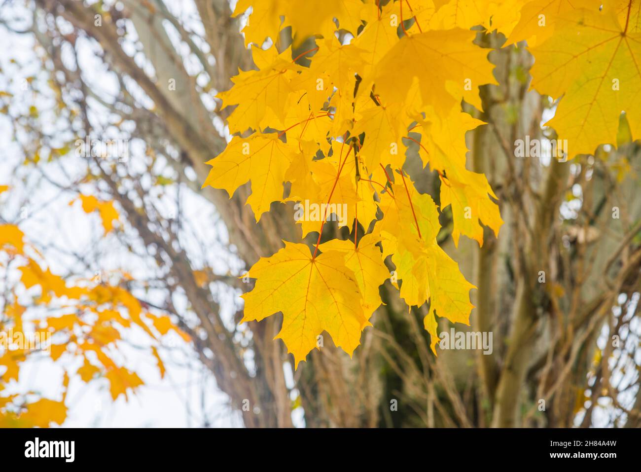 Autumnal deciduous tree hi-res stock photography and images - Alamy