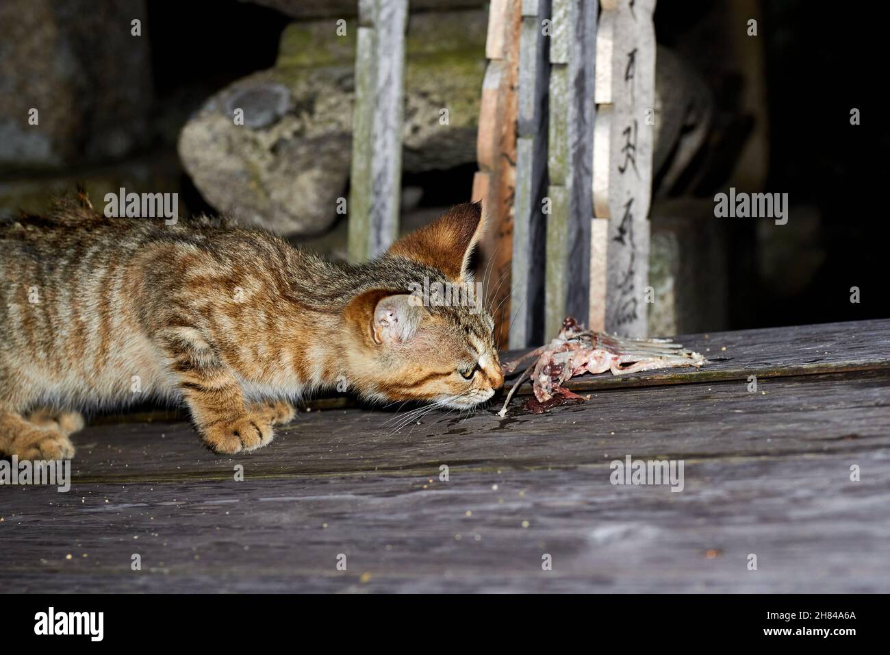 Kitten eating raw fish in a Japanese cemetery on Manabeshima Island ...