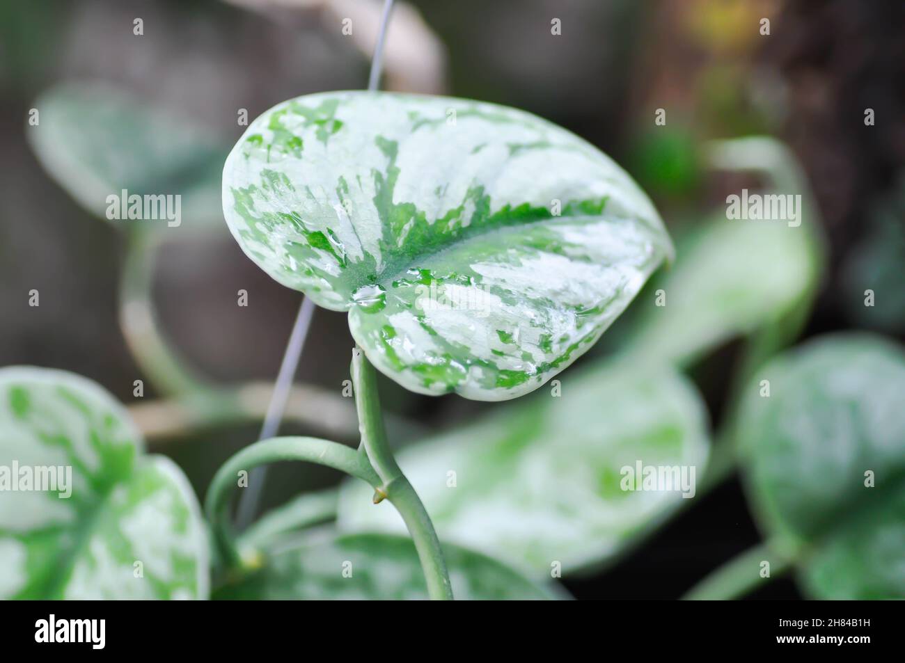 Scindapsus pictus exotica or Scindapsus pictus plant in the garden ...