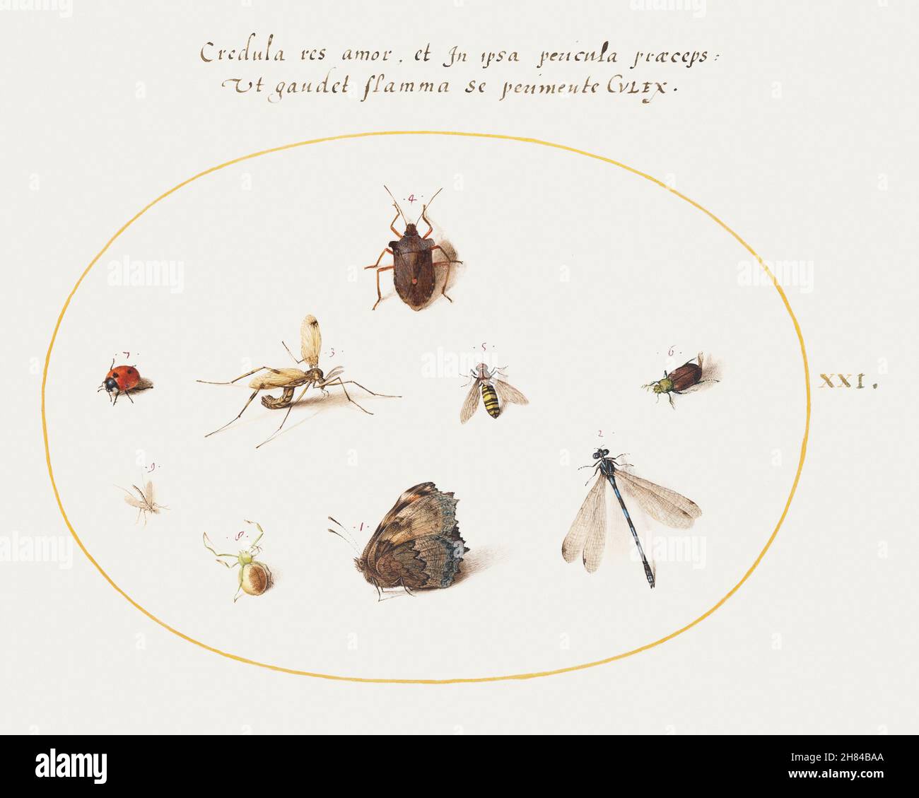 A Butterfly with a Dragonfly, a Ladybug, and Five other Insects (1575 ...